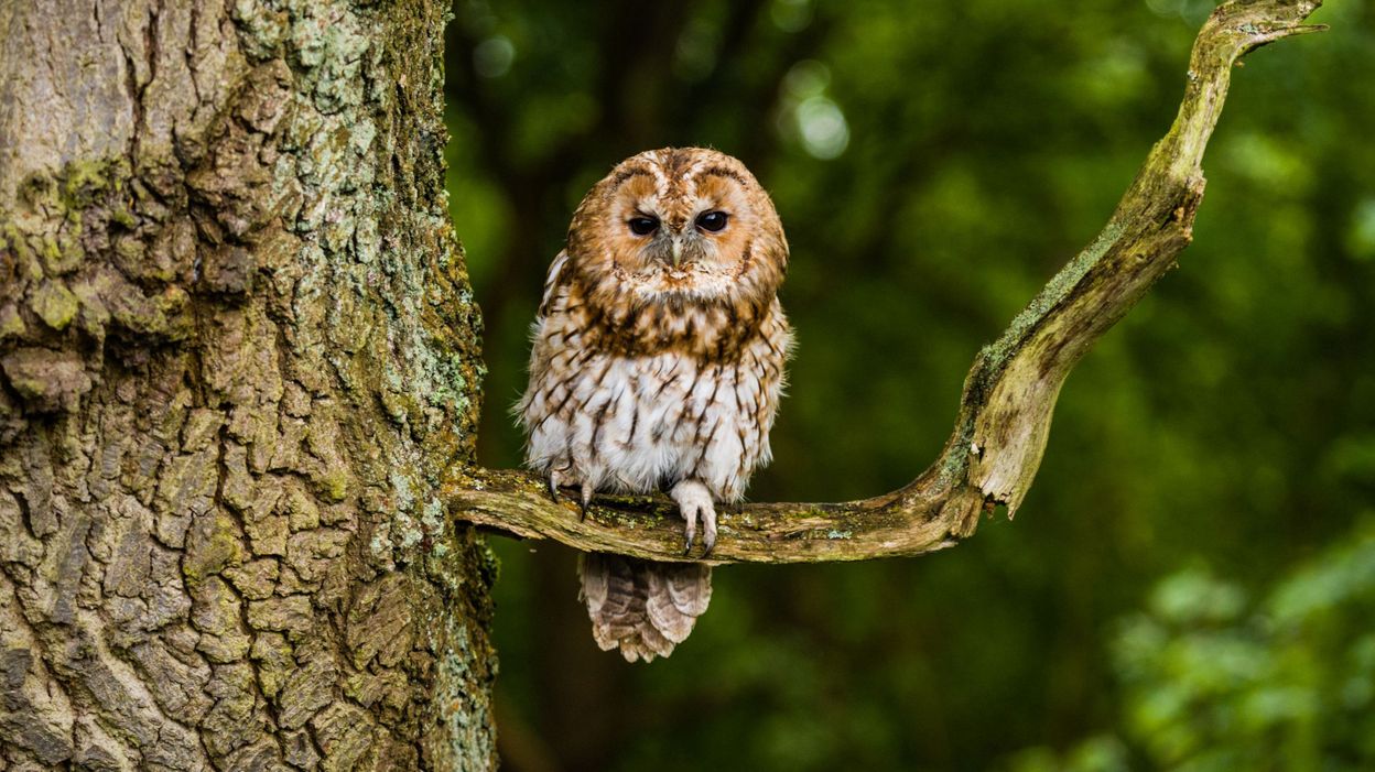 3 conseils pour observer la chouette hulotte en Belgique - RTBF Actus