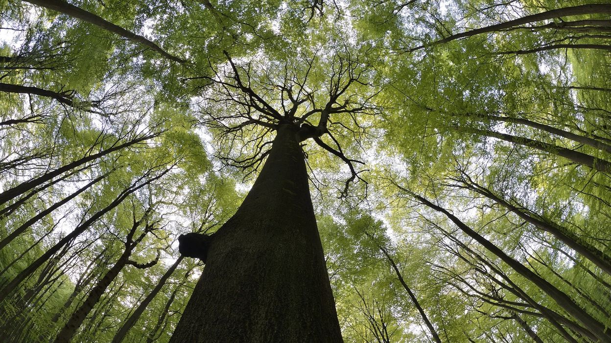 Portrait d'un garde forestier - RTBF Actus