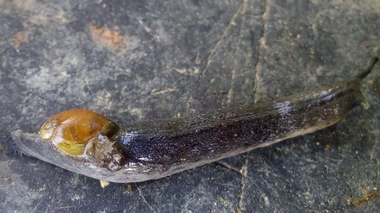 Une nouvelle espèce de gastéropode découverte en Belgique: voici l ...