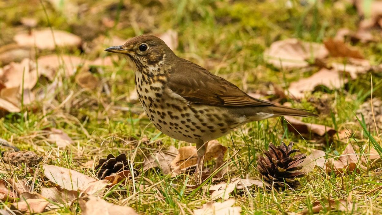 Le gui, une plante symbolique, parasite et porte-bonheur - RTBF Actus