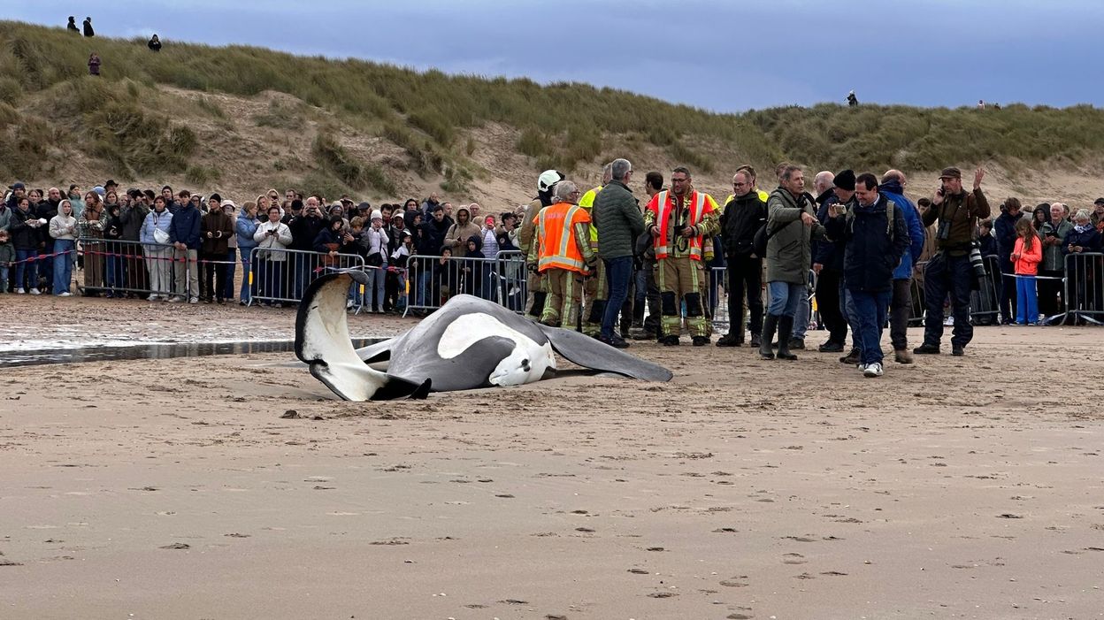 Une orque mâle s’échoue sur le rivage de la Panne - RTBF Actus