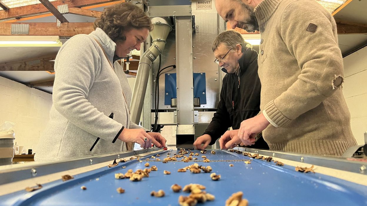 Une nouvelle machine pour décoquiller les noix à Braives - RTBF Actus