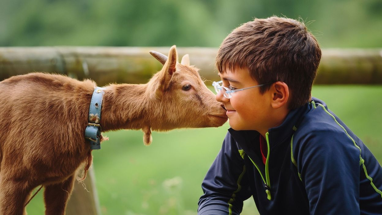 Les animaux, des 'êtres sensibles' dans la Constitution belge : qu'est ...