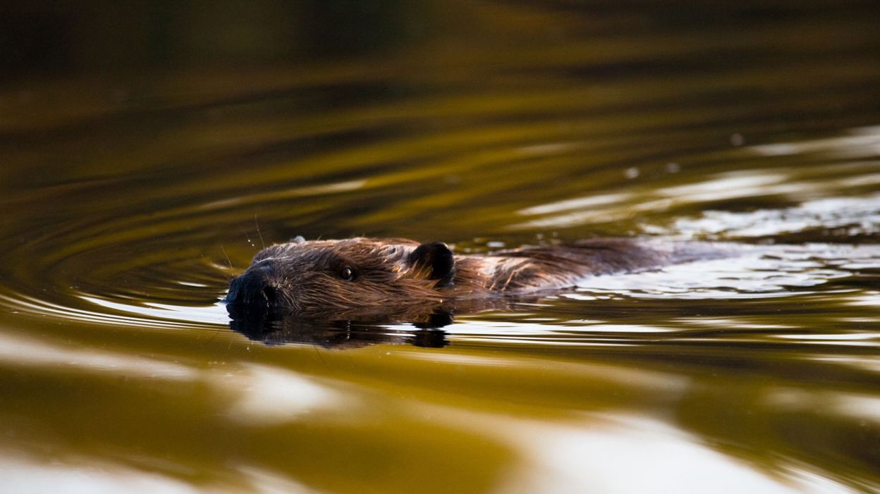 Des renards dans le métro à Bruxelles : 'Leur espérance de vie est plus élevée ici qu’en ...