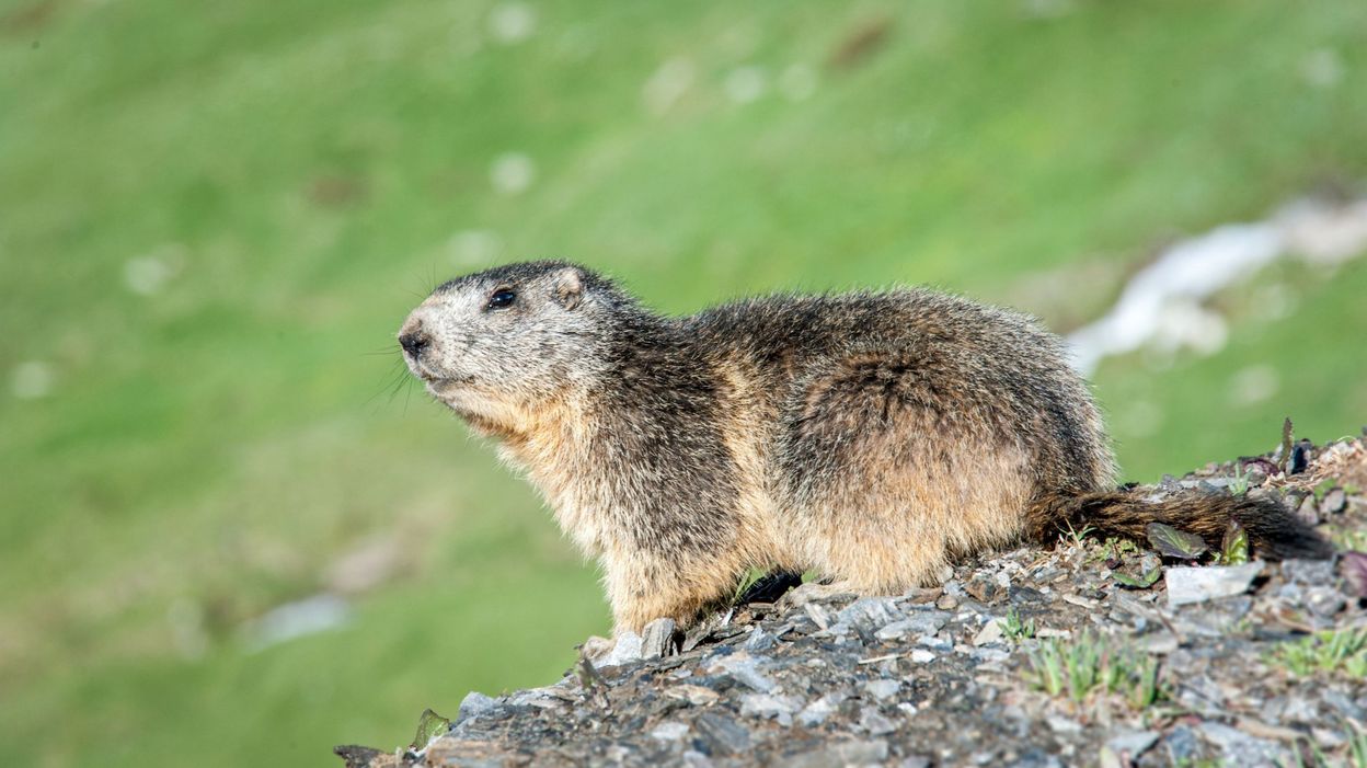 Pierre Scheurette : 'Deux ans plus tard, elle réalise que son chien est ...