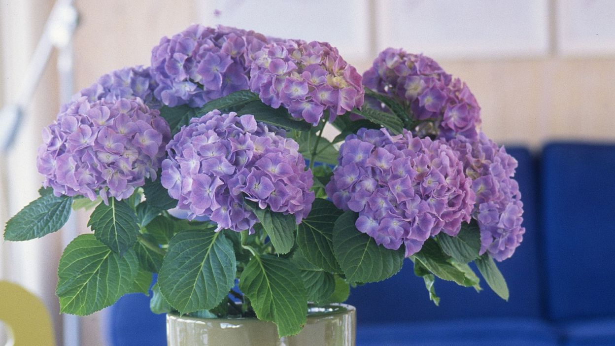 Cinq plantes violettes à offrir pour les fêtes - RTBF Actus