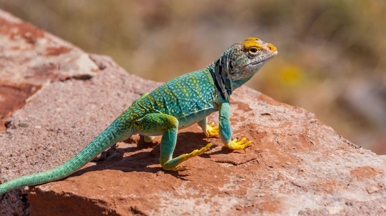 La faune du désert américain est de plus en plus menacée par le ...