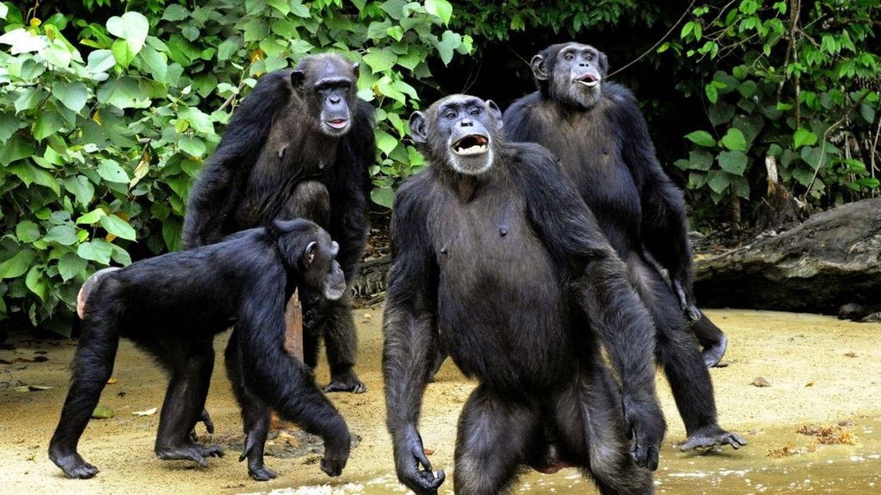 Les grands singes capables de deviner si une personne se trompe - RTBF ...