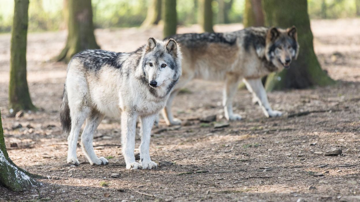 Cet été, visitez le Parc Forestia à Theux - RTBF Actus