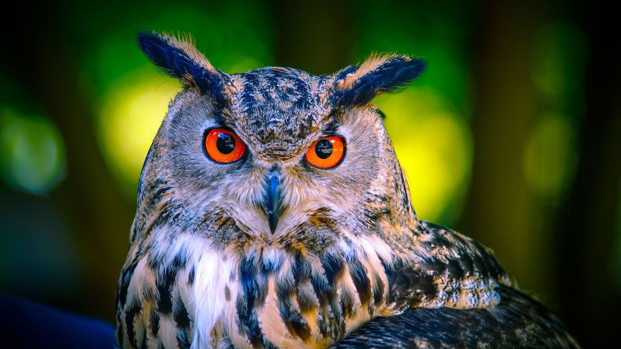 Nature : le hibou grand-duc arrive dans nos villes - RTBF Actus