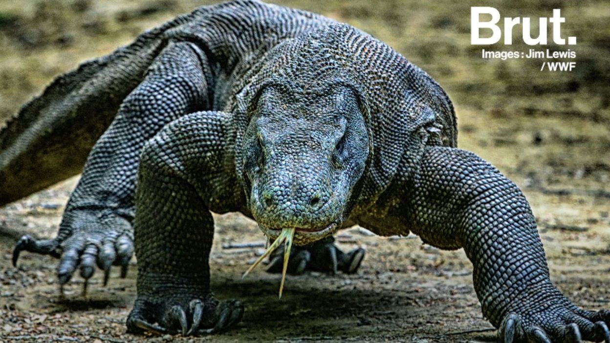 Une petite rencontre avec le dragon de Komodo? C'est le plus gros ...