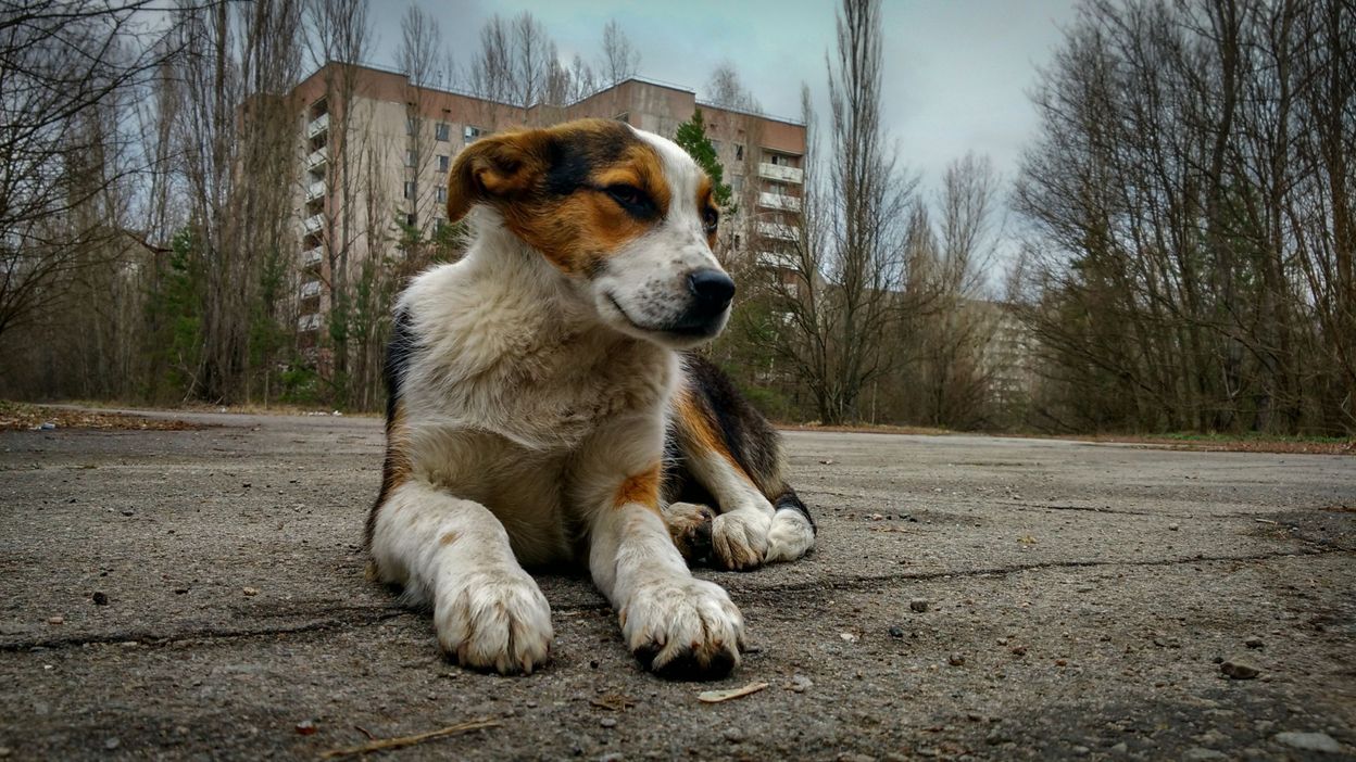 Les loups mutants de Tchernobyl, un exemple de résilience aux cancers ...
