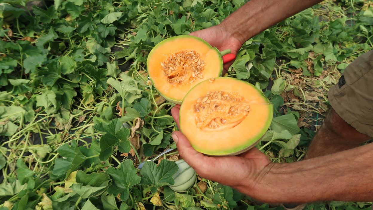 Des melons belges ? Oui, ça existe ! - RTBF Actus