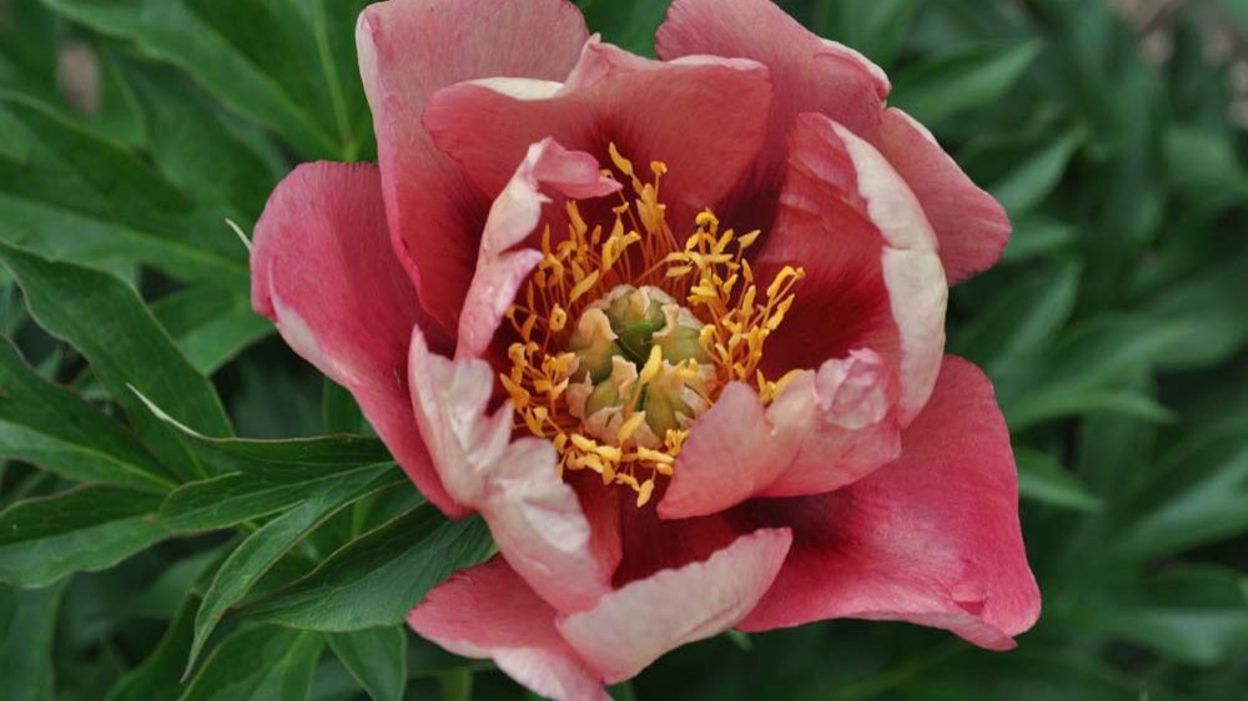 Francis Peeters - Paeonia itoh 'Old Rose Dandy' - RTBF Actus