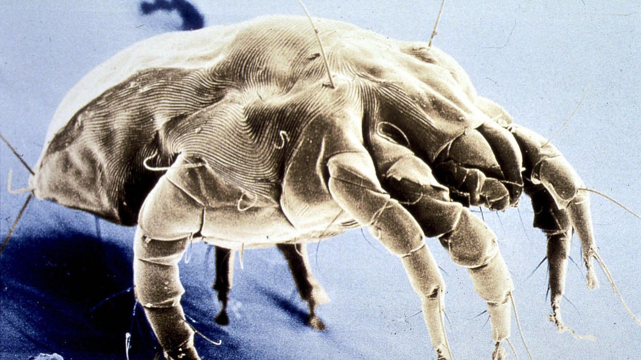 Allergies: une solution biologique pour lutter contre les acariens ...