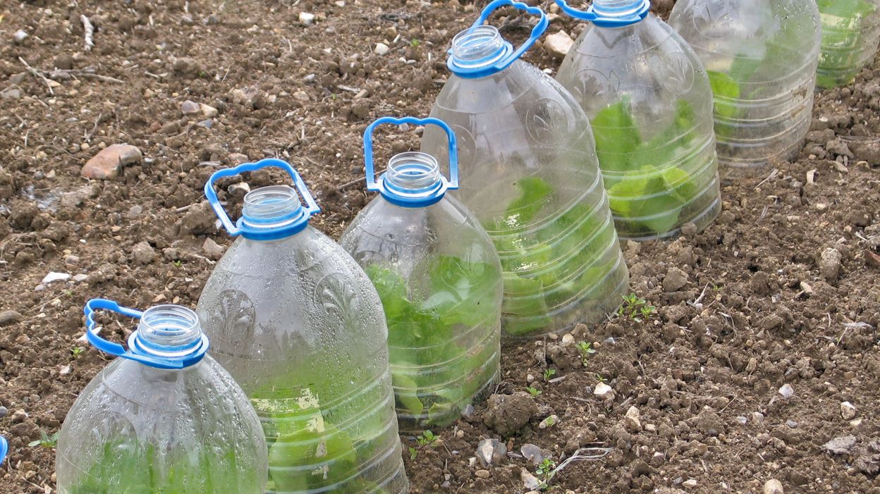On repique les plants de salades au potager ou dans des jardinières ...