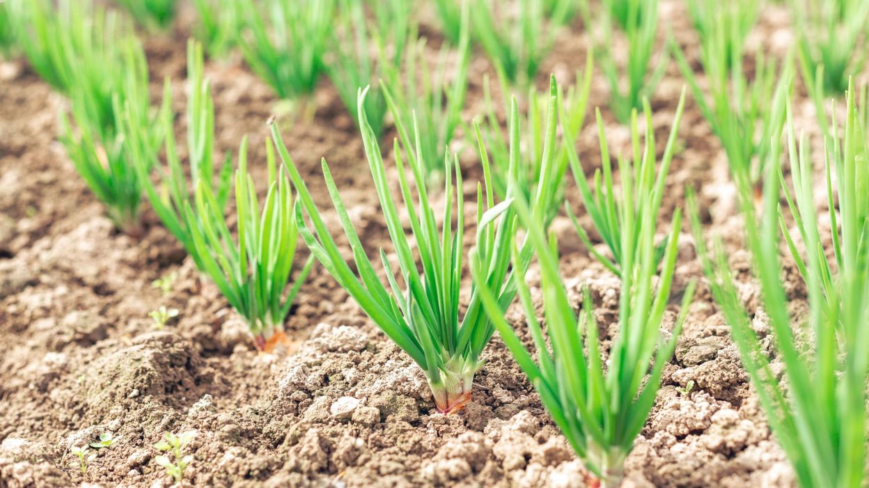 La culture des échalotes : conseils de plantation, de récolte et de ...