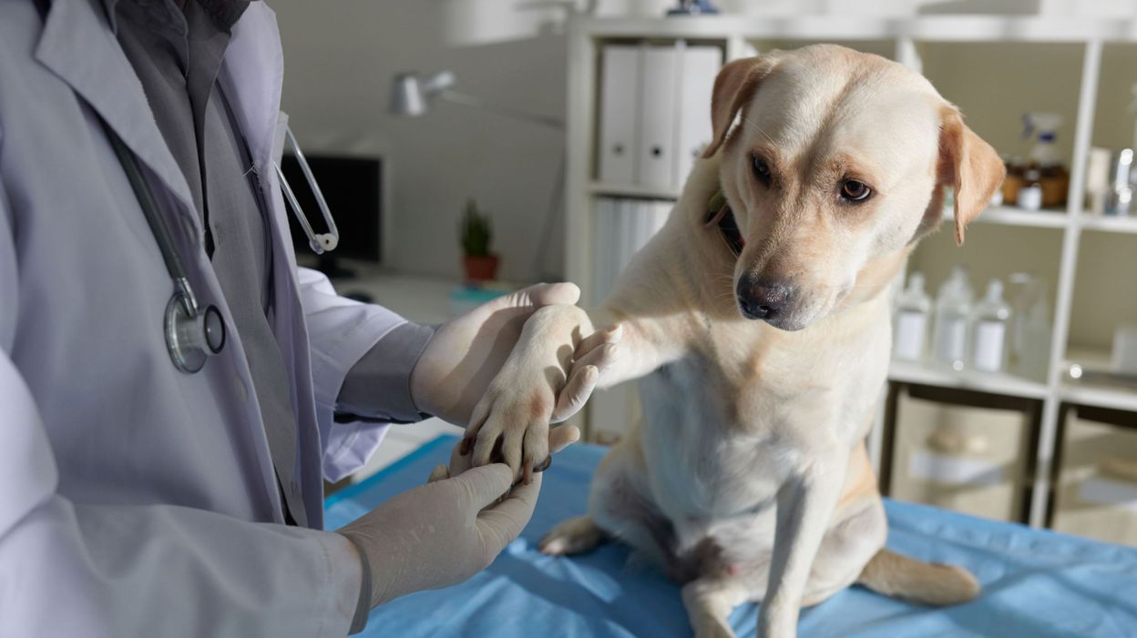 Côtes de porc à l'berdouille - RTBF Actus