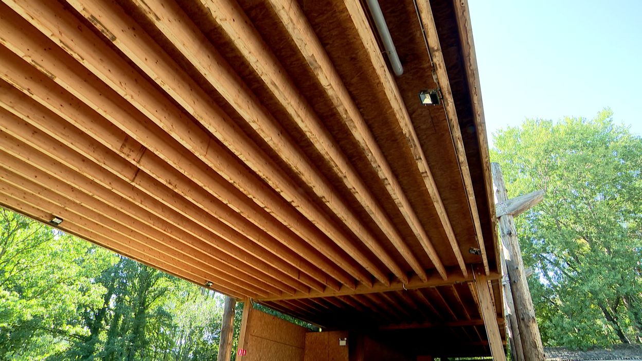 Le robinier, cette ressource insoupçonnée le long des routes - RTBF Actus