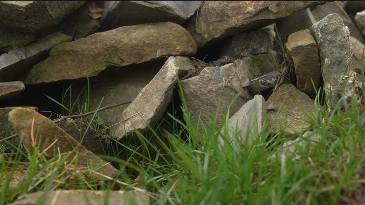 Comment créer des microhabitats pour la faune sauvage au jardin ...