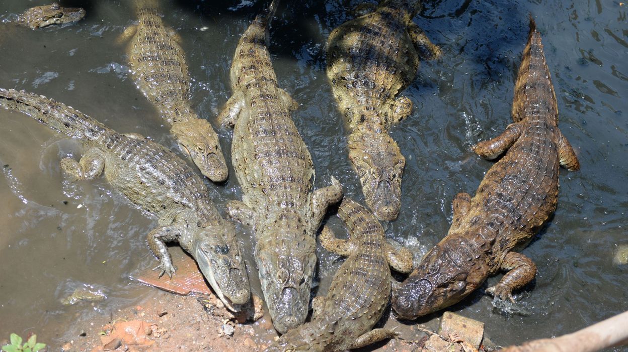 Crocodiles, boas et capybaras s'invitent aux Jeux olympiques - RTBF Actus