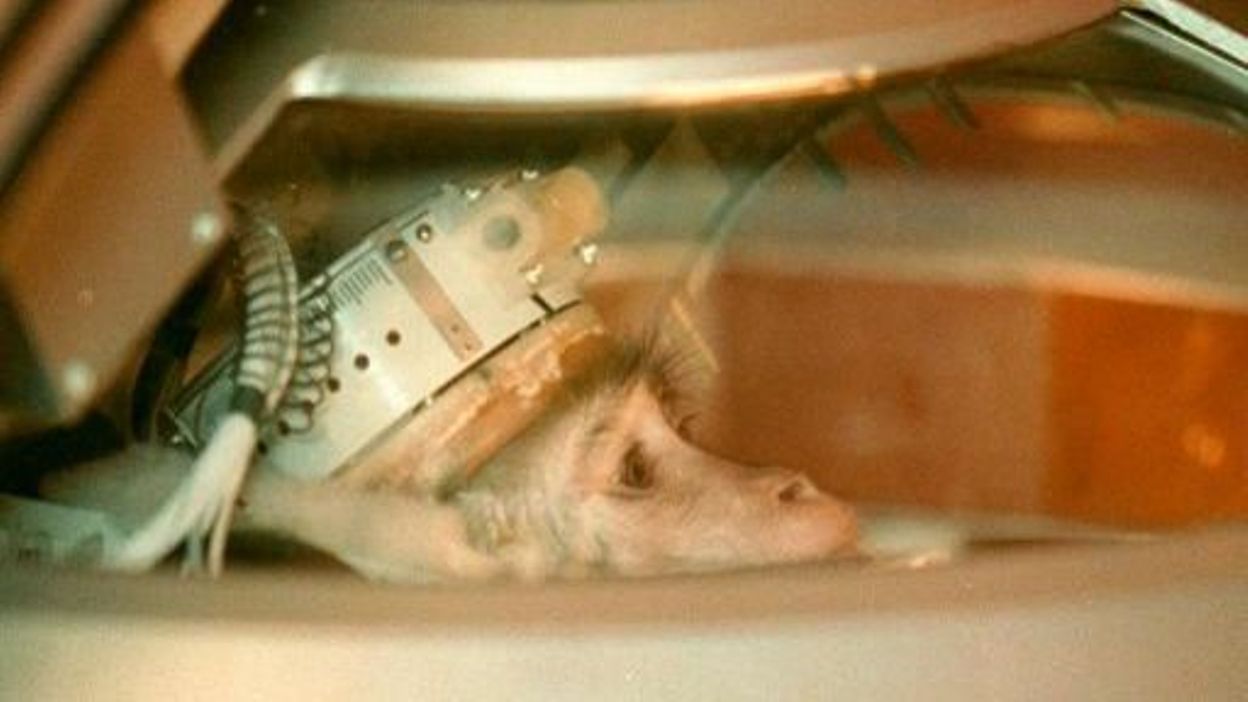 L'Iran va envoyer un singe dans l'espace cet été - RTBF Actus
