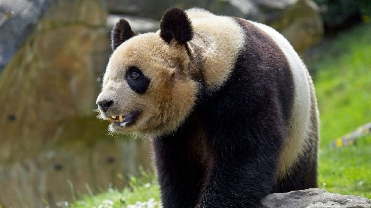 Des bébés pandas géants jumeaux sont nés en Corée du Sud - RTBF Actus