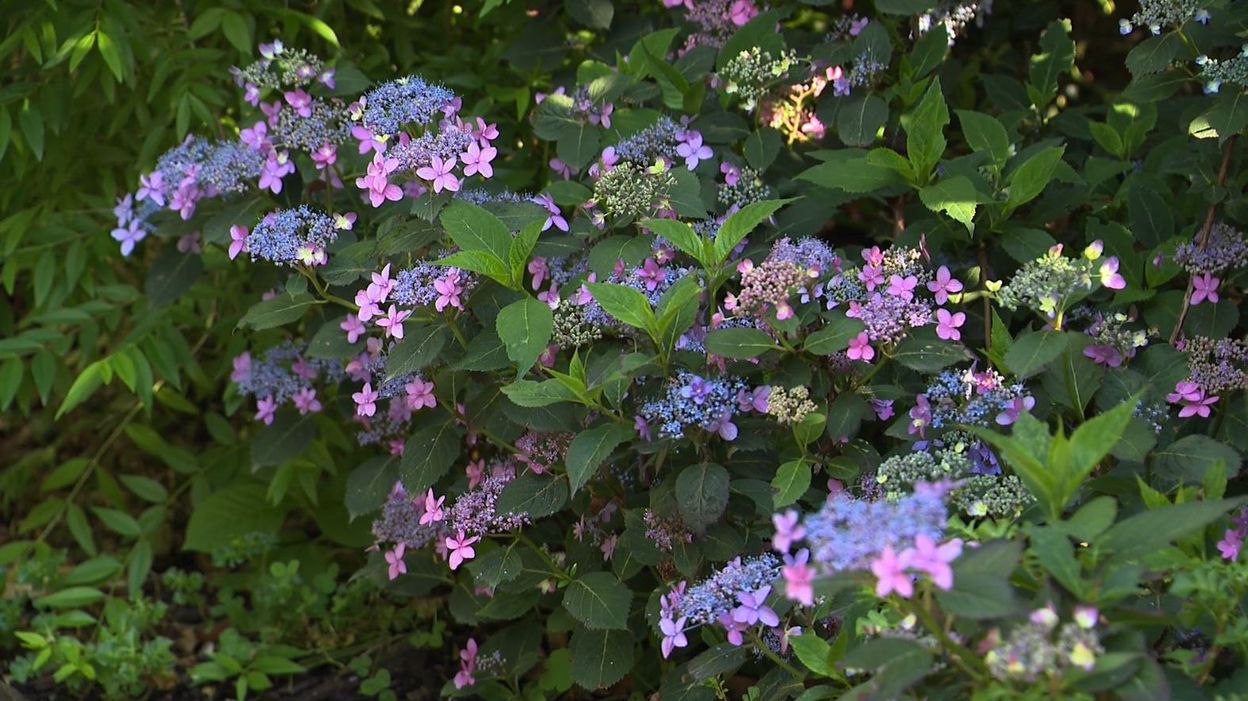 Un Hydrangea serrata à la floraison bicolore pour tous les jardins ...