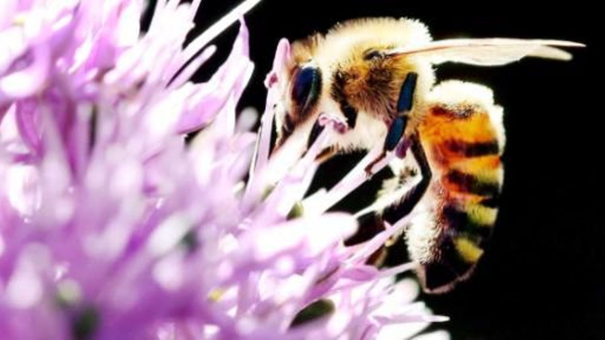 La disparition des abeilles en colloque à Gembloux - RTBF Actus
