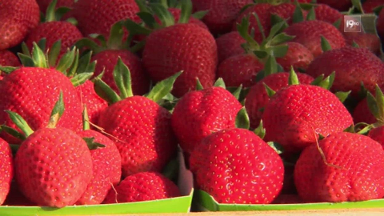 Jessica Riga découvre les secrets de la 'vraie' fraise de Wépion - RTBF ...
