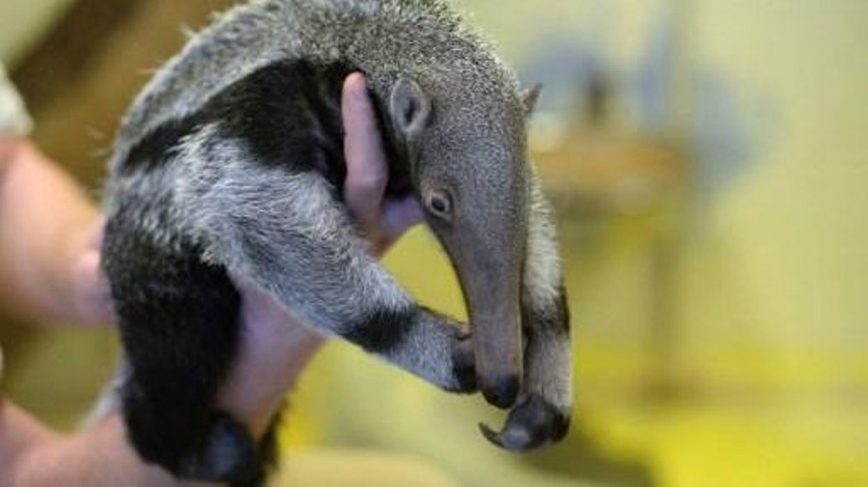 Un petit tamanoir est né début mai au Zoo de Planckendael - RTBF Actus