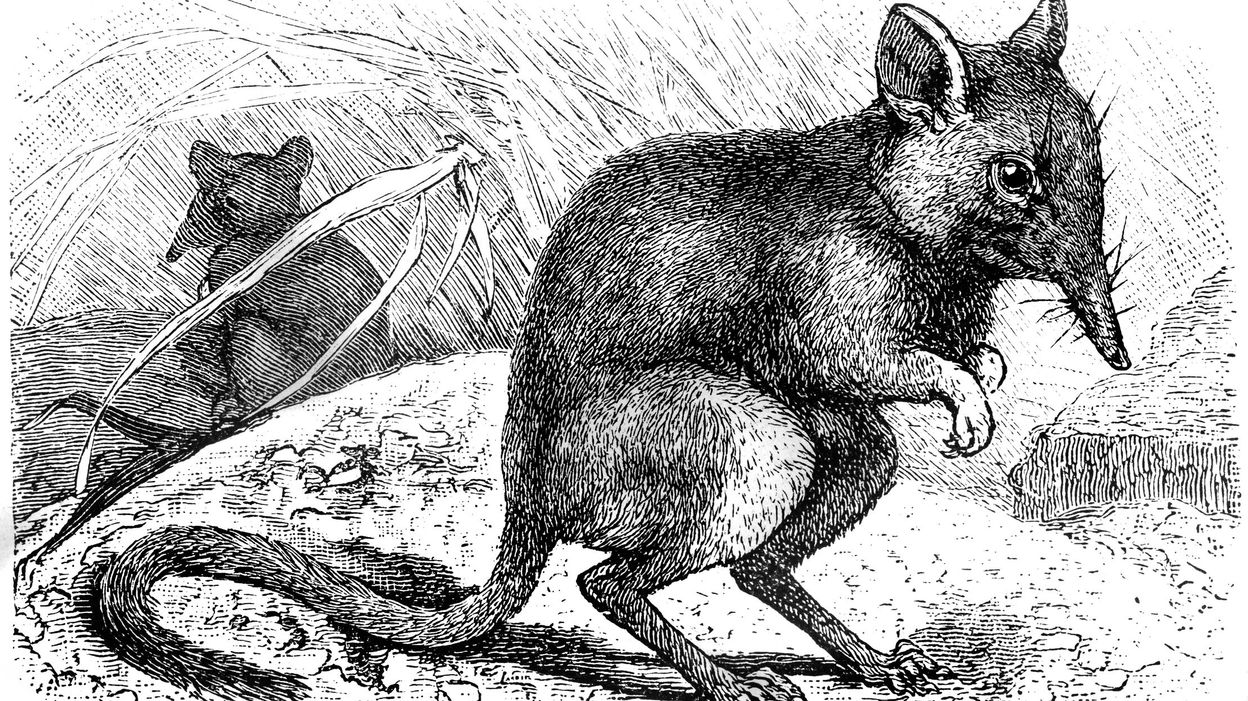 La musaraigne-éléphant de Somalie, une espèce pas si perdue - RTBF Actus