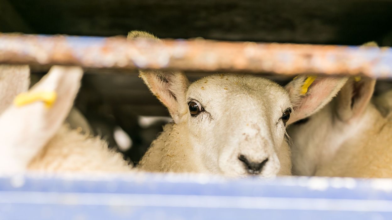 Comment le conflit en Mer Rouge perturbe la livraison de vos colis ...