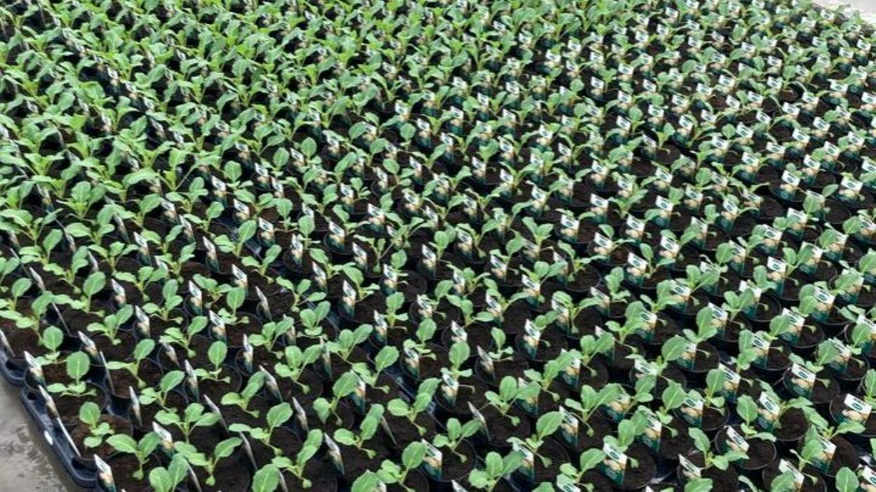 Que faire au potager en février ? Les conseils d’un pépiniériste de ...