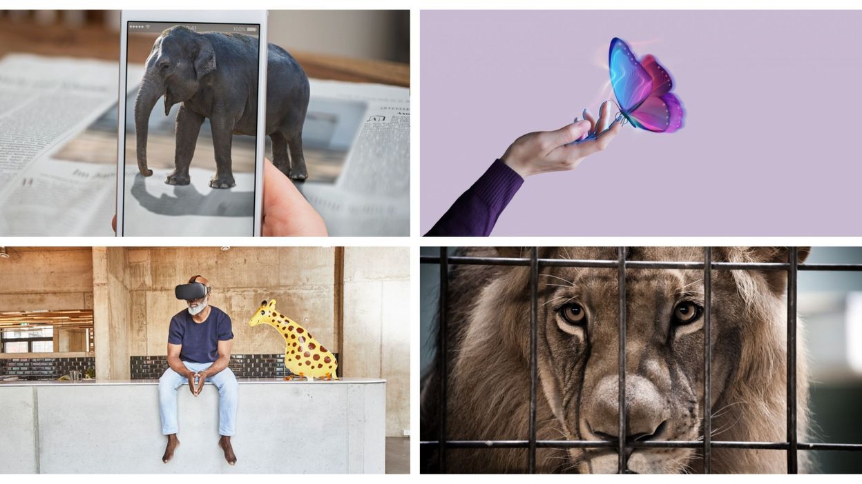 Naissances de bébés animaux : comment les parcs zoologiques participent ...