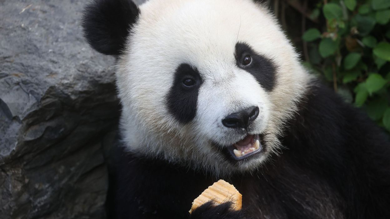 La 'diplomatie du panda' en action : les trois pandas nés en Belgique ...