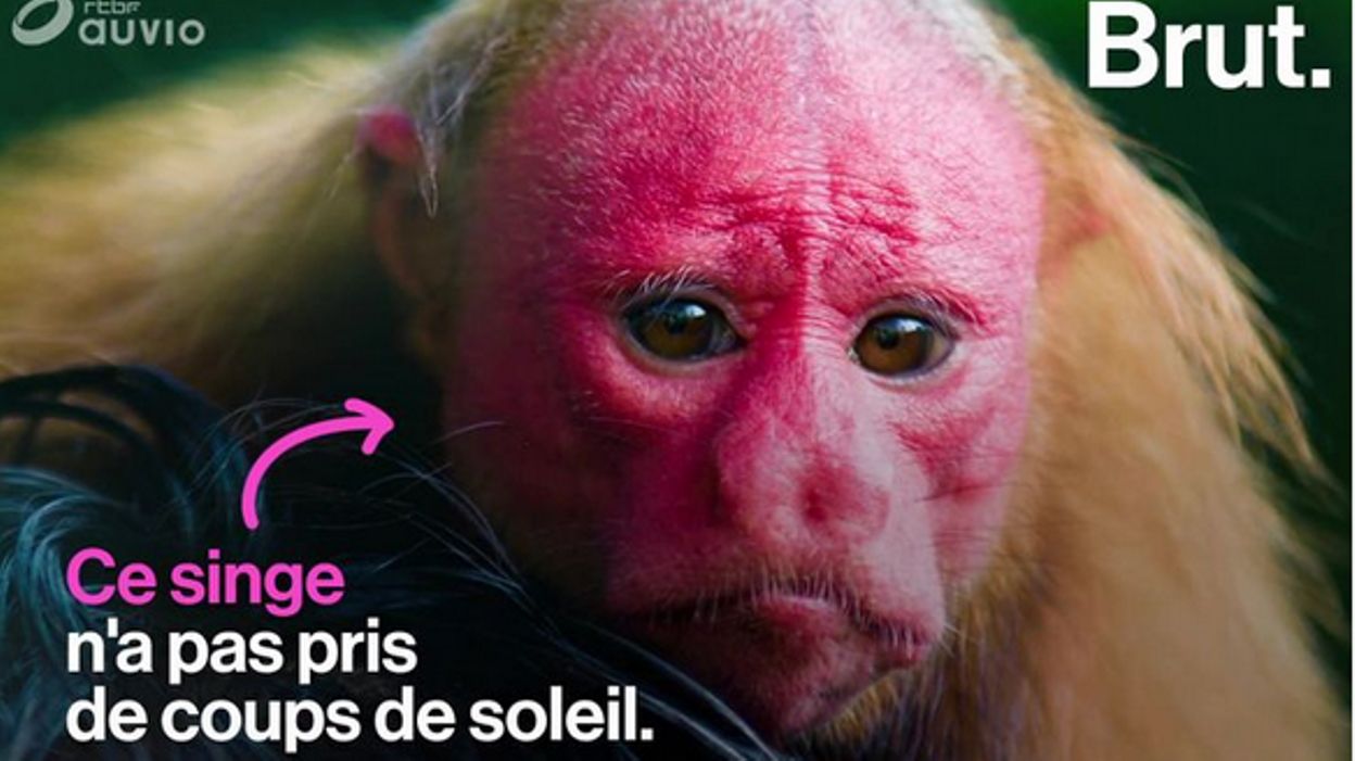 Pourquoi le ouakari chauve a-t-il le visage rouge? - RTBF Actus