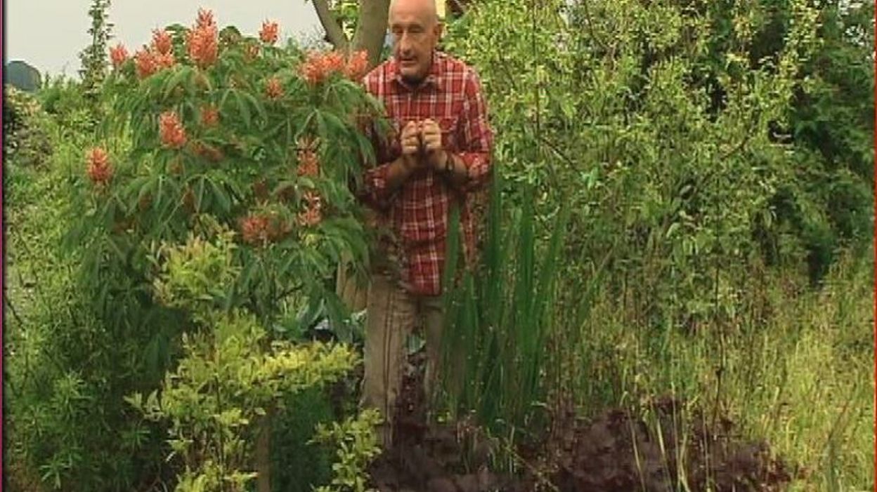Francis Peeters - Aesculus pavia var. discolor 'Koehnei' - RTBF Actus