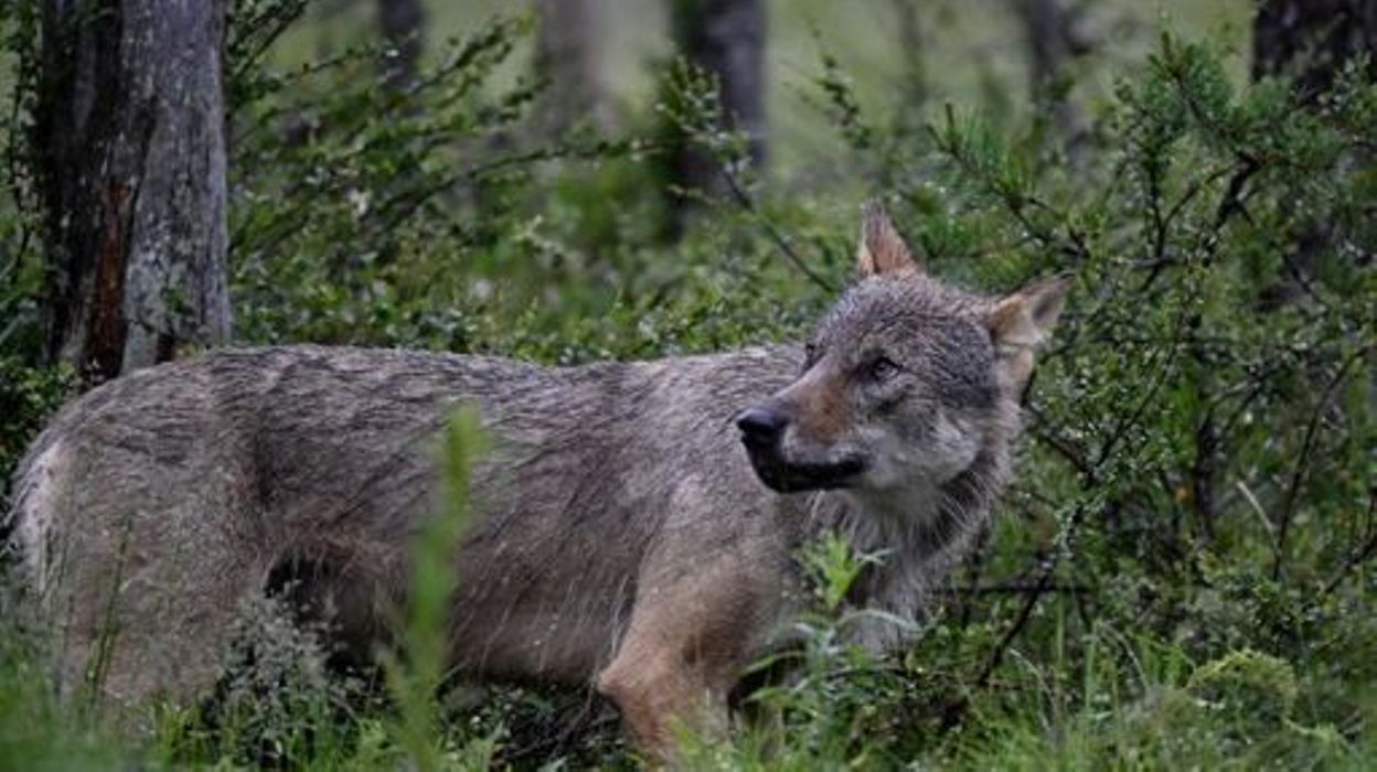 Pourquoi le loup est un animal essentiel dans la protection de la ...