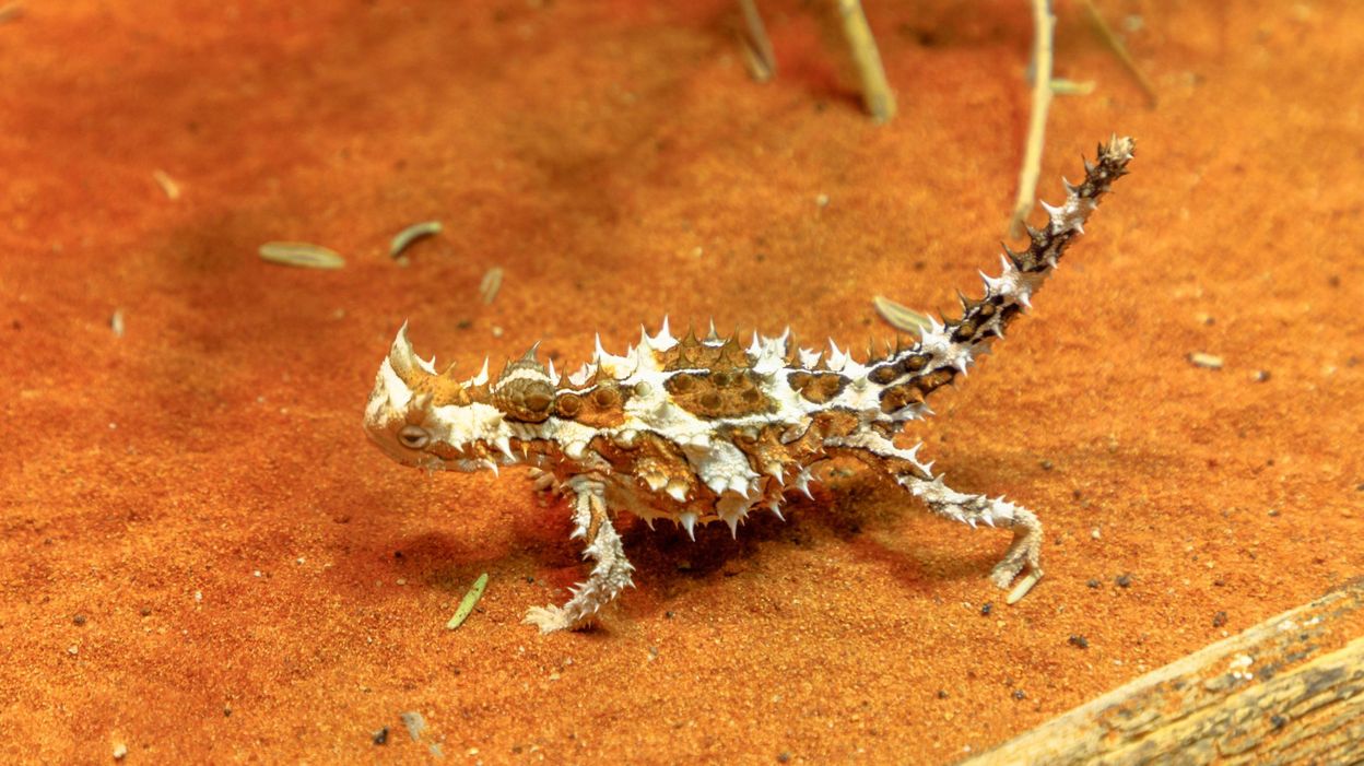 Le moloch hérissé, ce lézard qui boit de l'eau par les pieds - RTBF Actus