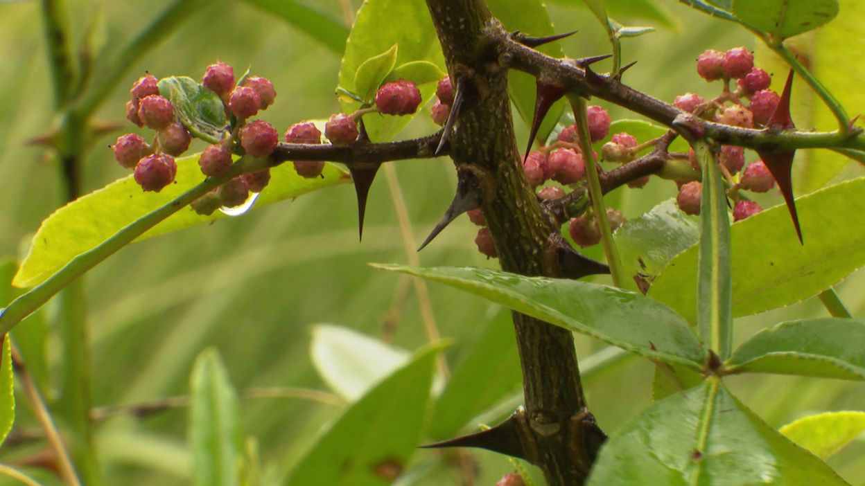Le poivrier de Timut, une plante envoûtante et piquante au jardin d ...