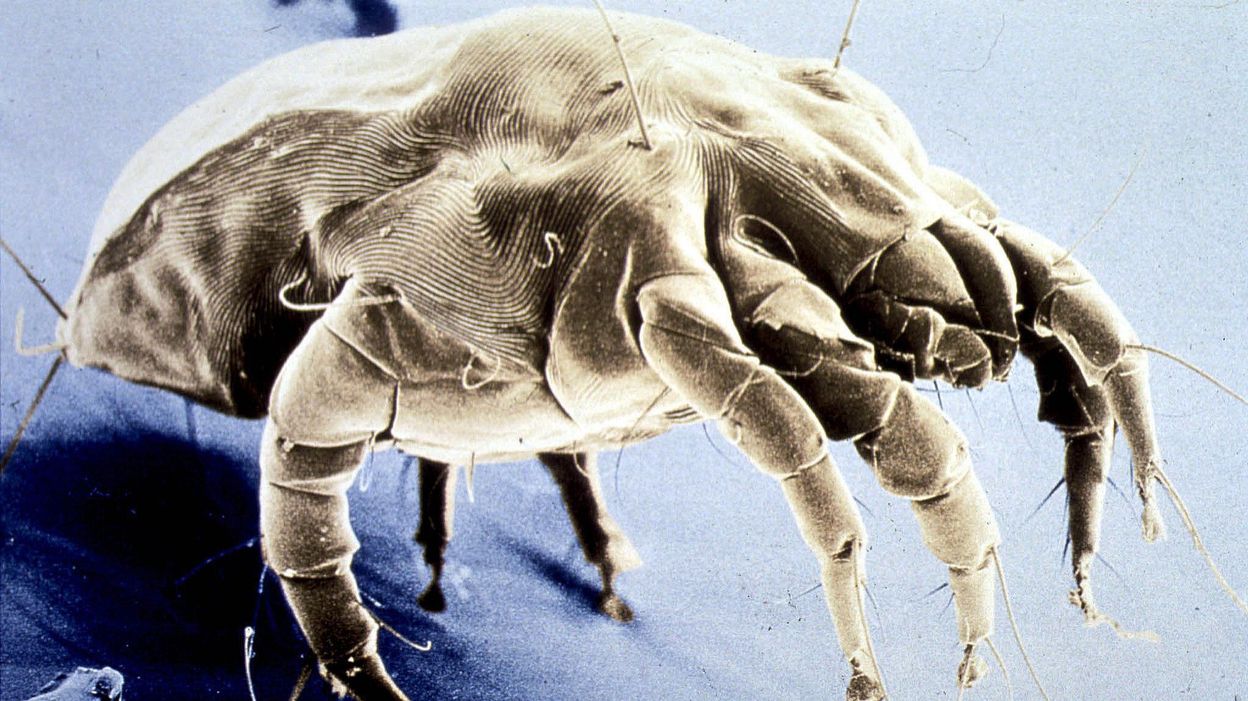 Une nouvelle méthode efficace pour lutter contre les acariens? - RTBF Actus