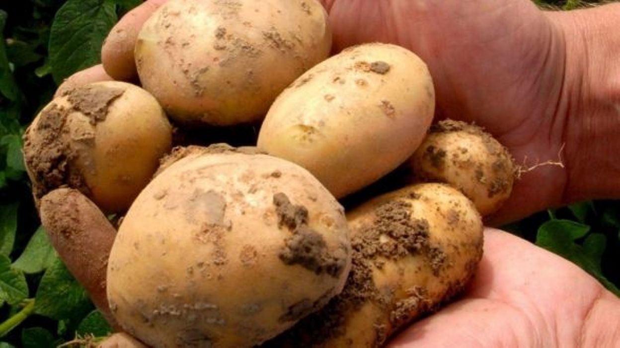 Les patates ont soif, les betteraves se sucrent - RTBF Actus