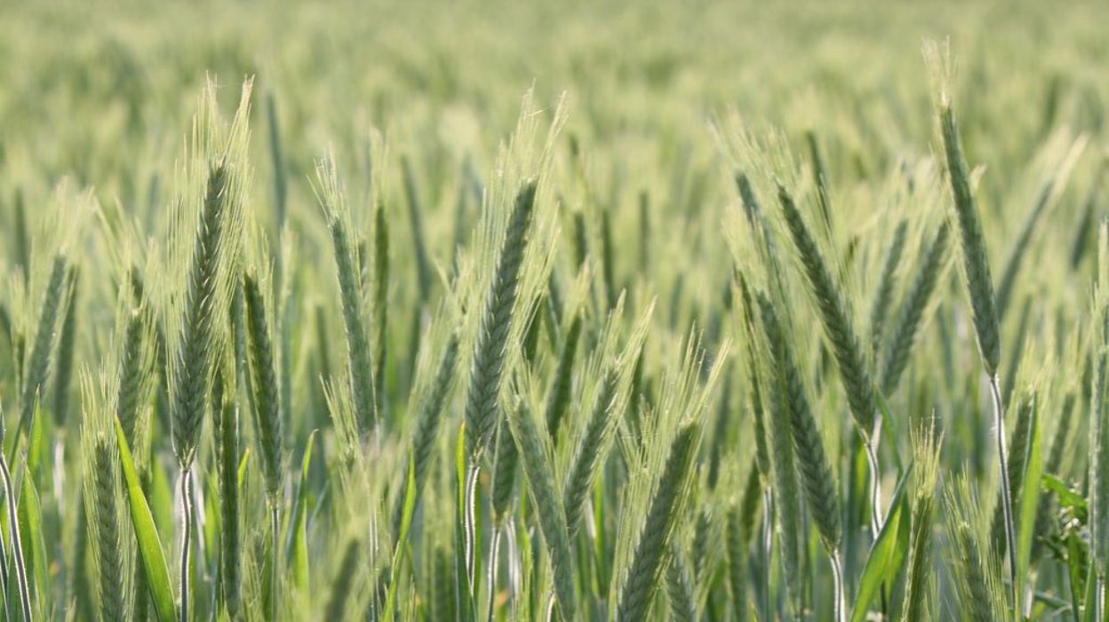 La pluie met en péril la récolte de froment - RTBF Actus