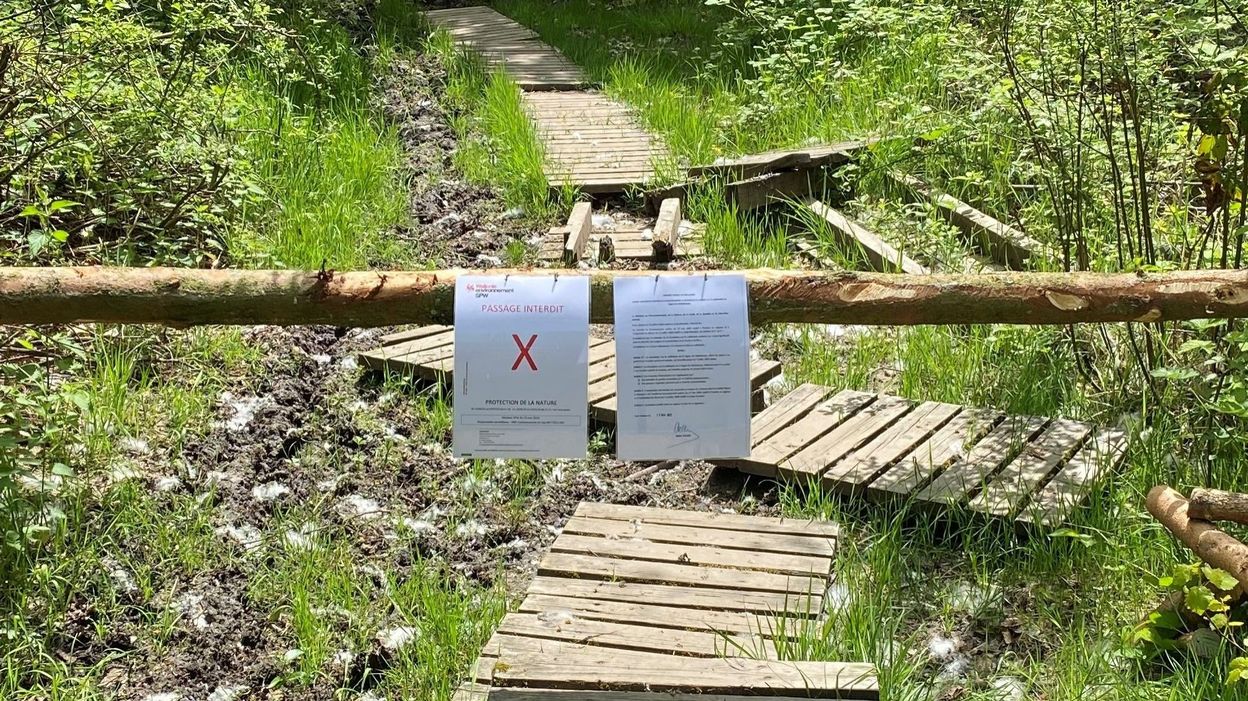 Spa : les caillebotis de la Fagne de Malchamps sauvés et restaurés ...