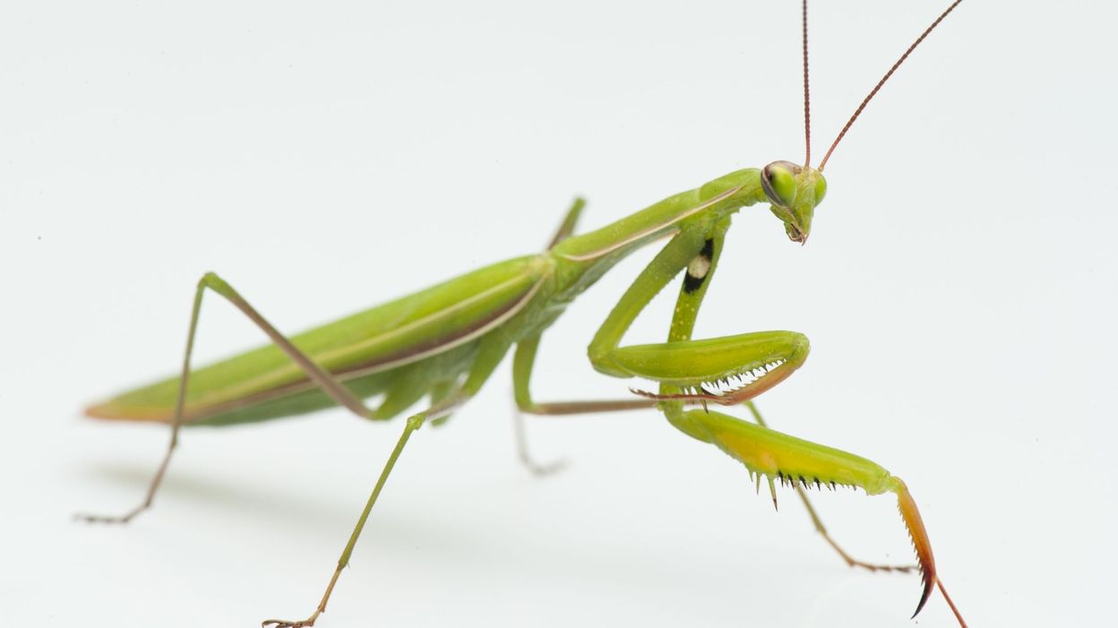 Saviez-vous que ces insectes extraordinaires vivent dans nos régions ...