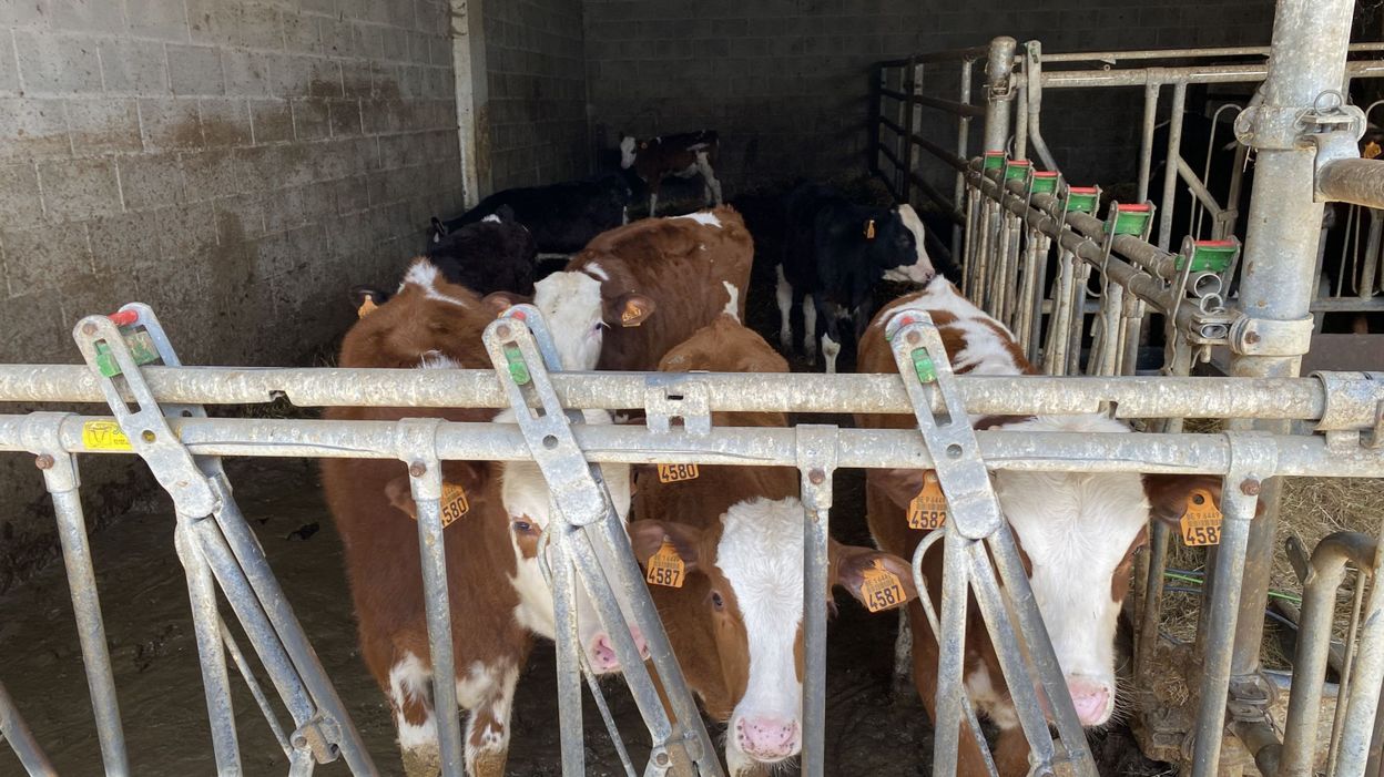 Une ferme en pleine ville installée depuis 1932 à Gilly - RTBF Actus