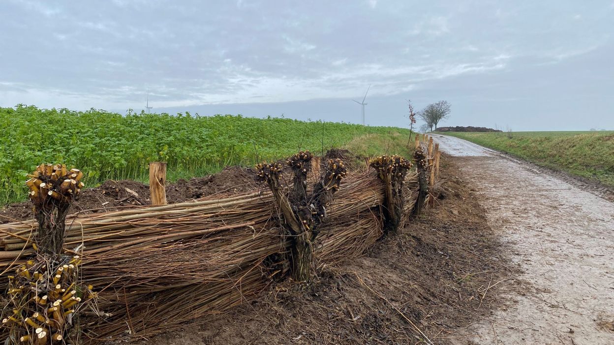 Des fascines contre les coulées de boues en Hesbaye - RTBF Actus