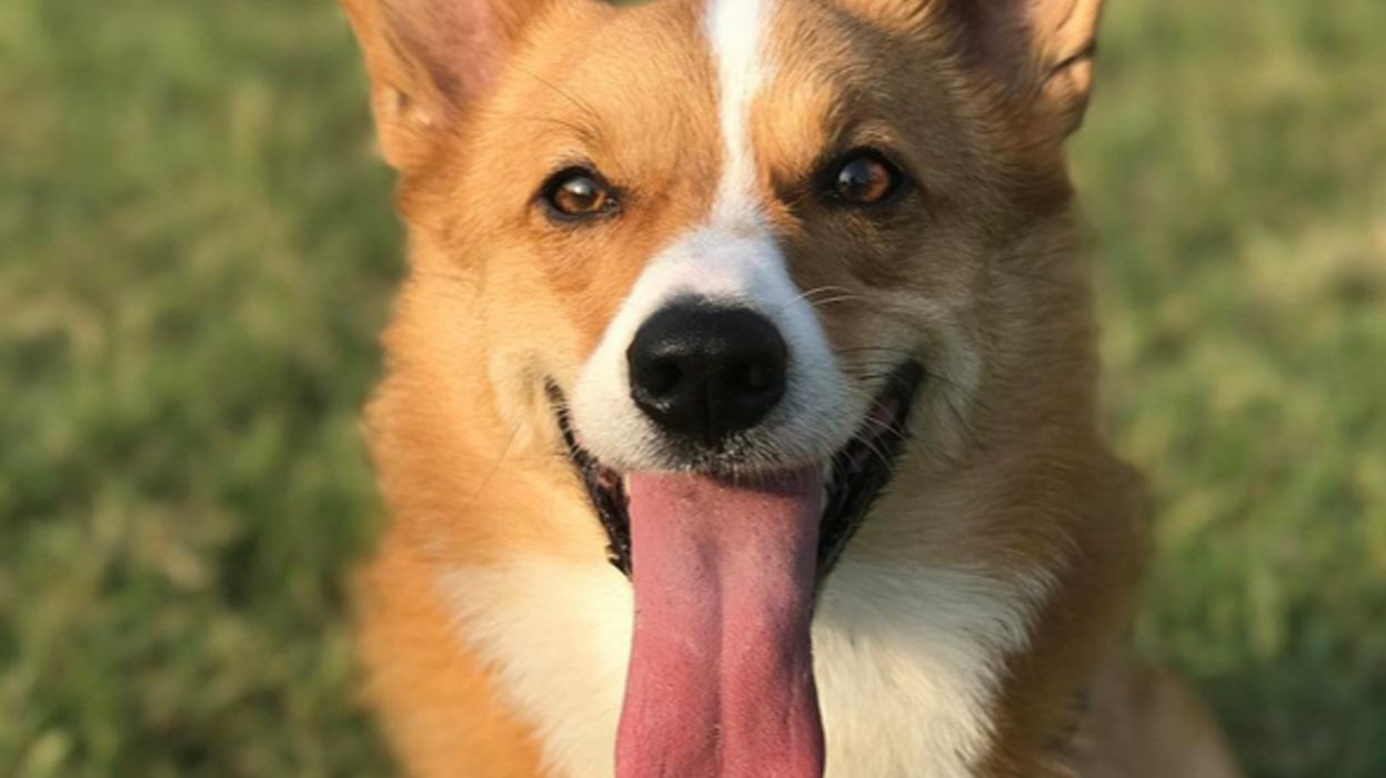 Tout savoir sur les Welsh Corgi, la race de chien préférée de la Reine ...