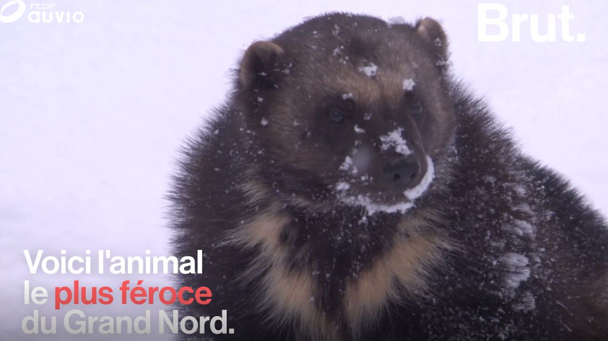 Qu'est-ce que le glouton, l'animal le plus féroce du Grand Nord ...